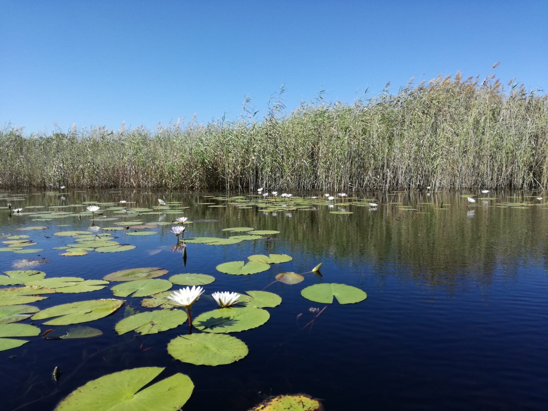 Okavango Delta: A Rare Wetland Miracle in the Heart of Botswana ...
